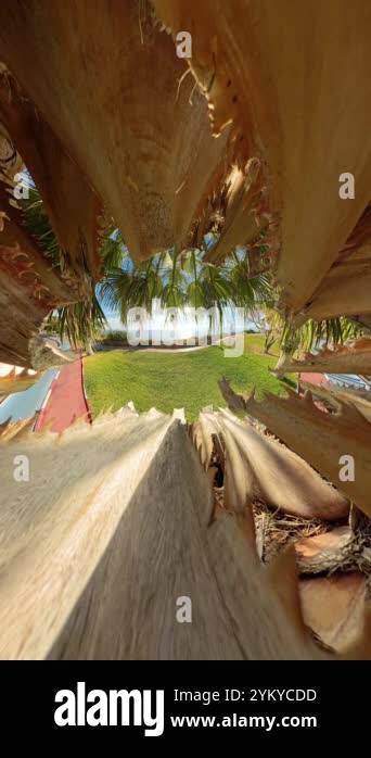 Vertical video. Unique view framed by jagged palm leaves, capturing a ...