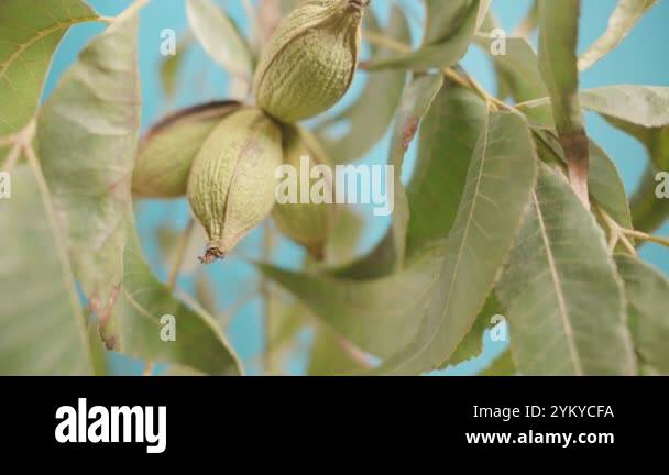 Camera slider movement from bottom to top along a pecan tree branch, capturing detailed textures ...