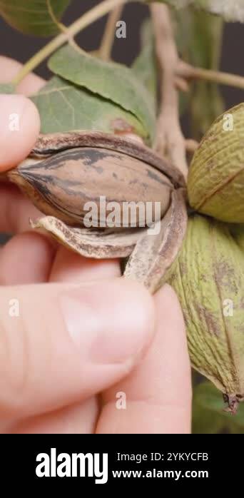 Vertical video. Hands carefully extracting the pecan nut from its ...