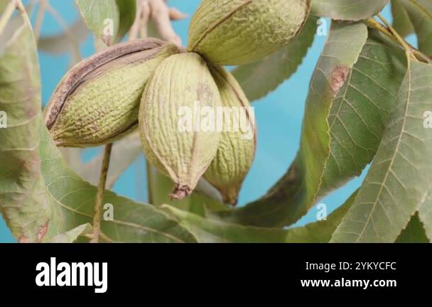 Close-up view of pecan nuts encased in their green shells on a tree ...