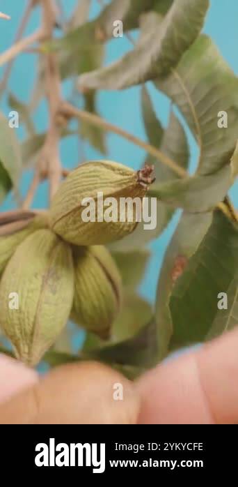 Vertical video. Hands gently cracking a pecan shell to reveal the nut ...