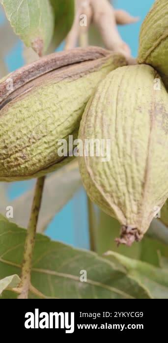 Vertical video. Close-up view of pecan nuts encased in their green ...