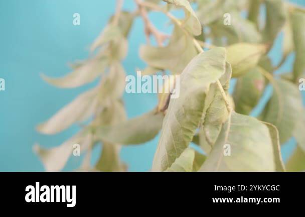 Tree branch texture blue Stock Videos & Footage - HD and 4K Video Clips ...