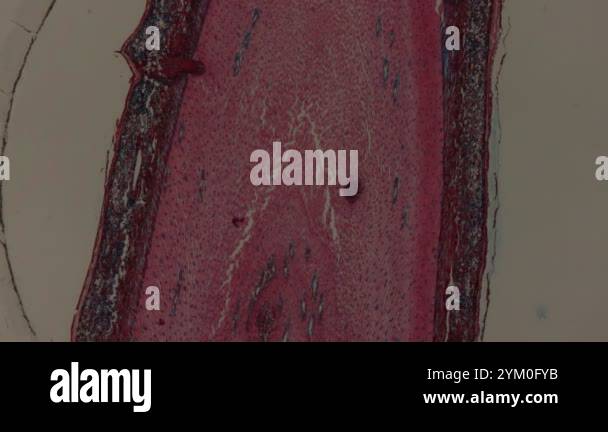 Longitudinal cells Stock Videos & Footage - HD and 4K Video Clips - Alamy