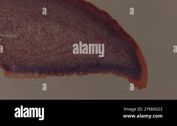 Snail foot under microscope 100x Stock Videos & Footage - HD and 4K ...