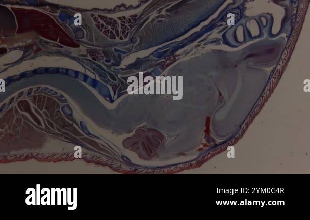 mouse embryo in thin section under the microscope Stock Video Footage ...