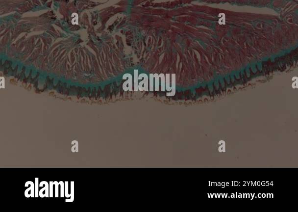 Monkey tongue Stock Videos & Footage - HD and 4K Video Clips - Alamy