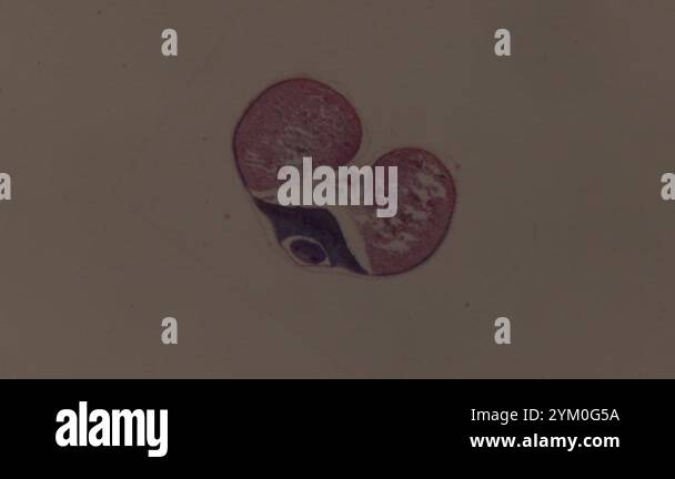 Wheat starch Stock Videos & Footage - HD and 4K Video Clips - Alamy