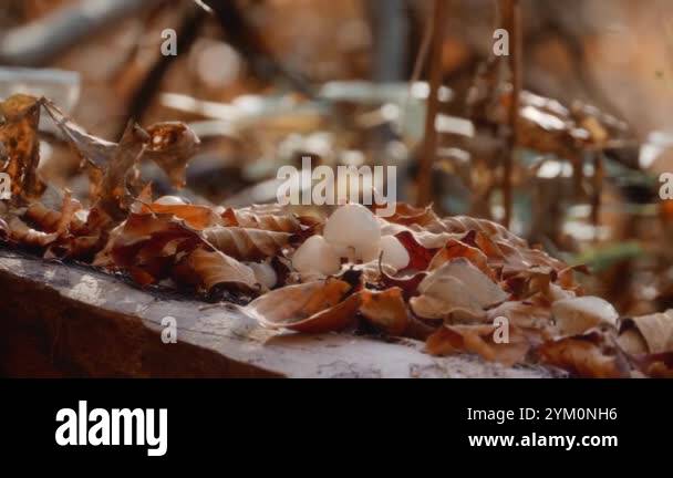 Perfect fungi Stock Videos & Footage - HD and 4K Video Clips - Alamy