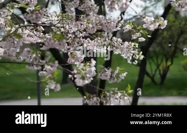 Art beautiful spring border Stock Videos & Footage - HD and 4K Video ...