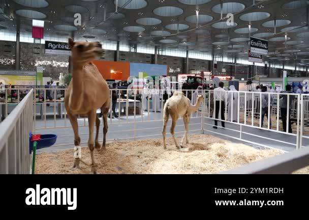 Qatar farming Stock Videos & Footage - HD and 4K Video Clips - Alamy