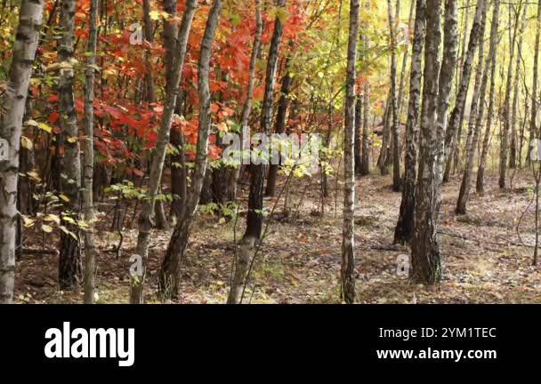 From autumn glow to winter snow. Stunning seasonal transformation ...