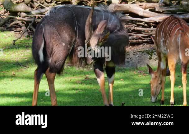 The nilgai or blue cow. Boselaphus tragocamelus is the largest Asian ...
