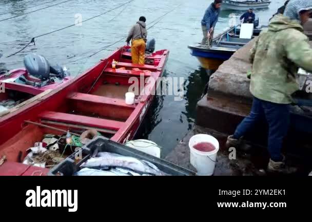 Fish processing on boat Stock Videos & Footage - HD and 4K Video Clips ...