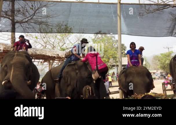 Celebration of the asian elephant Stock Videos & Footage - HD and 4K ...