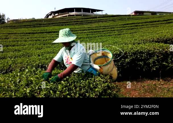 Picker tea Stock Videos & Footage - HD and 4K Video Clips - Alamy