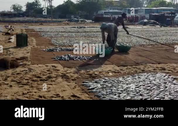 Two fishermen are spreading a large catch of fish to dry in the sun on ...