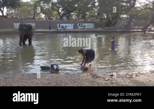 Elephant is standing in a river while women are washing clothes and ...