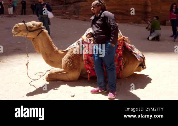 Tourist posing for a photo with a rented camel in petra, jordan ...