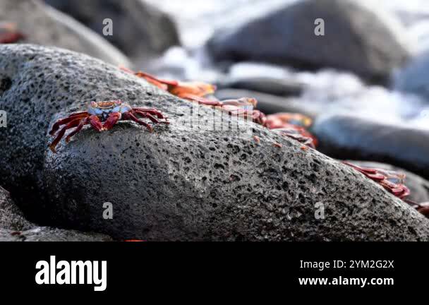 Ocean crab galapagos islands Stock Videos & Footage - HD and 4K Video ...