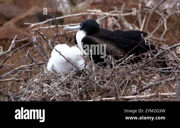 Nurturing behavior Stock Videos & Footage - HD and 4K Video Clips - Alamy