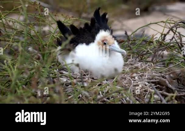 Maternal bird behavior Stock Videos & Footage - HD and 4K Video Clips ...