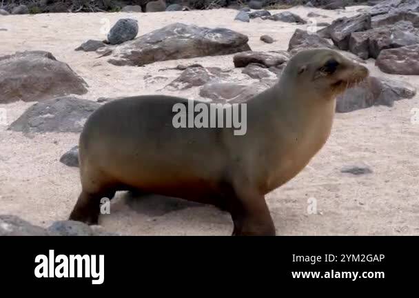 Animal endangered environment habitat marine behavior natural Stock ...