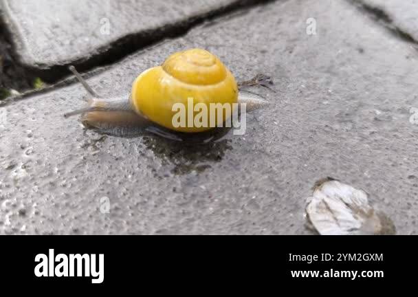 A small gray snail with a yellow shell slowly crawls along the paving ...