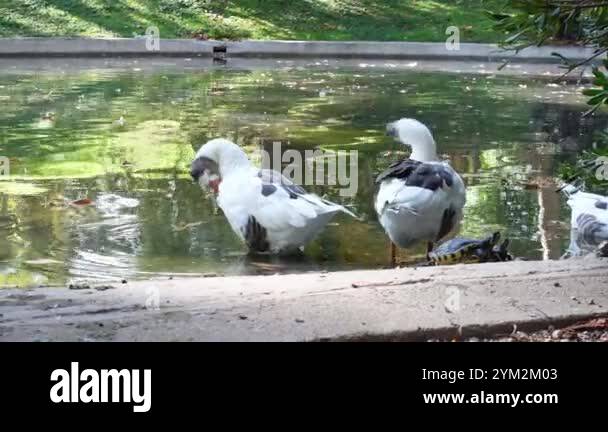 White and grey geese at the edge of a pond with reflective green water ...