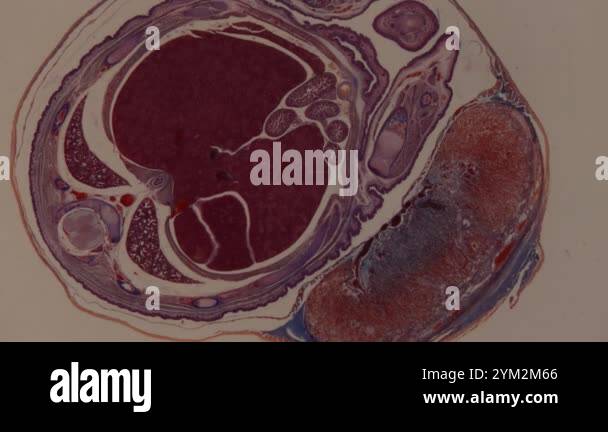 Rat uterus with embryo under the microscope Stock Video Footage - Alamy