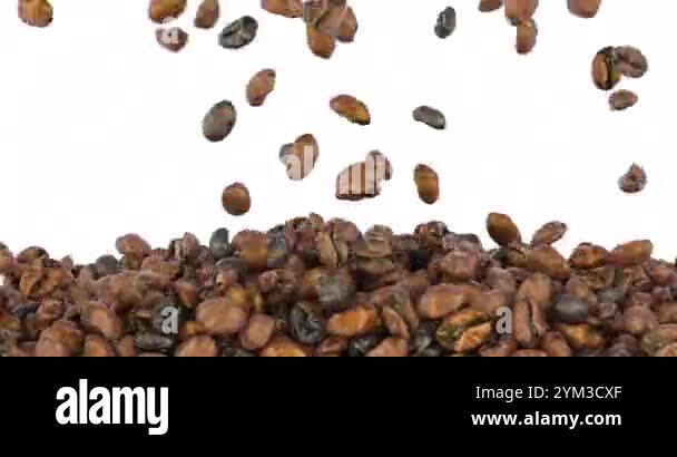 Coffee beans falling and fill screen. 3D animation on transparent ...