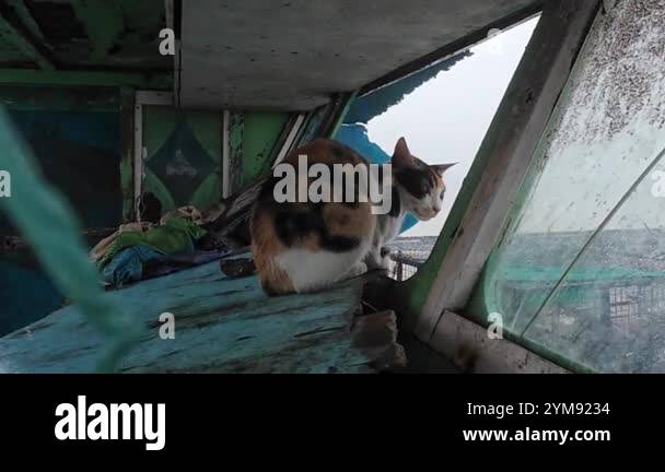 Safe refuge Stock Videos & Footage - HD and 4K Video Clips - Alamy