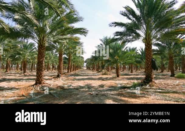 Sustainable agriculture egypt Stock Videos & Footage - HD and 4K Video ...