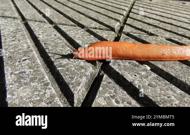 Bright orange spanish slug moving thru the pavement side view ...