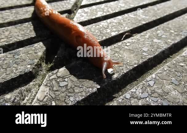 Spanish slug moving thru the pavement and navigating with eyes on the ...