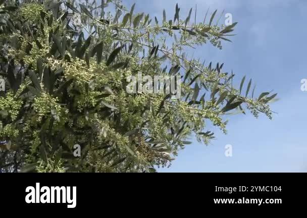 Kalamata olive tree Stock Videos & Footage - HD and 4K Video Clips - Alamy