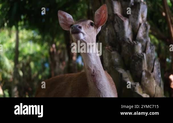 Close up portrait of a Sambar deer looking into the distance and ...