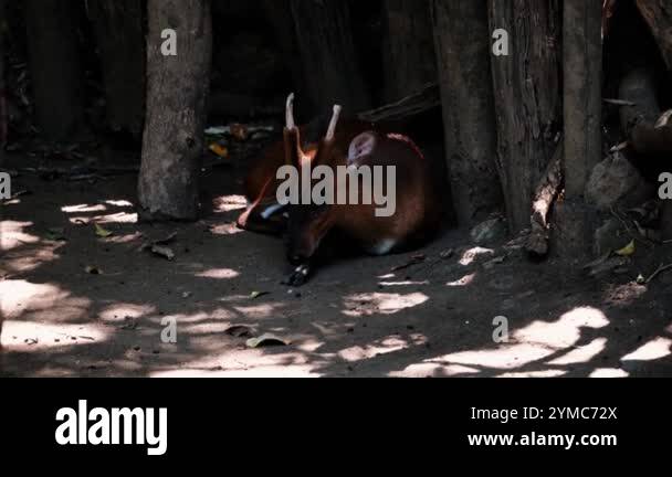 A portrait of a small Muntjac deer lying among the trees in the ...
