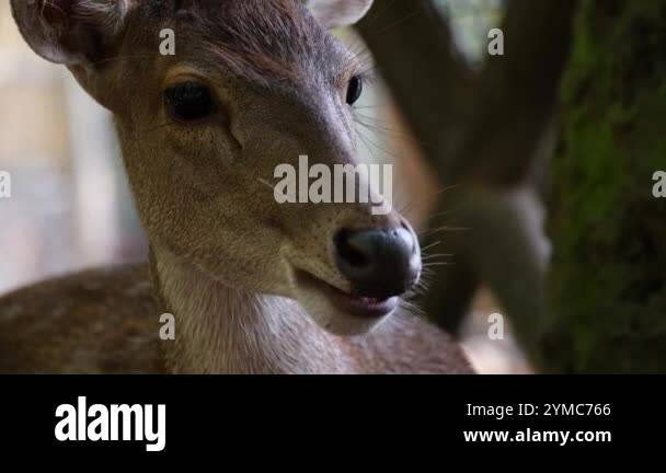 Close up portrait of Sambar deer chewing leaves and chomping with open ...