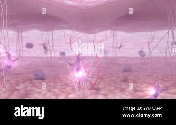 Activation of fibroblasts and the restoration of collagen fibers within ...