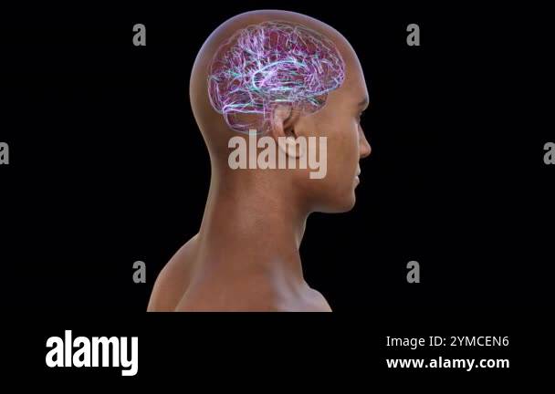 3D animation showing the anatomical structure of the brain inside a ...
