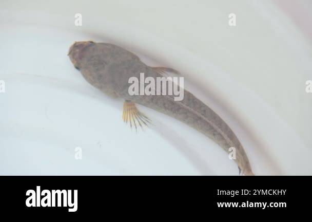 Snakehead or Channa orientalis fish. Channais agenusof predatoryfishin ...