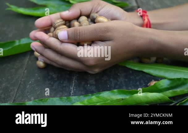 Polyalthia longifolia seeds. The Ashoka tree is native to India. A ...