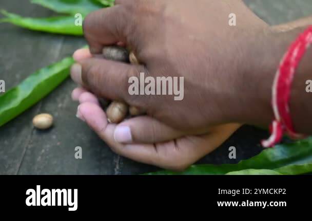 Polyalthia longifolia seeds. The Ashoka tree is native to India. A ...