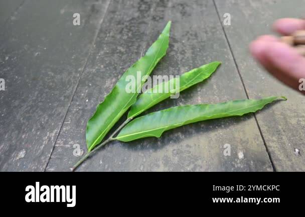Polyalthia longifolia seeds. The Ashoka tree is native to India. A ...