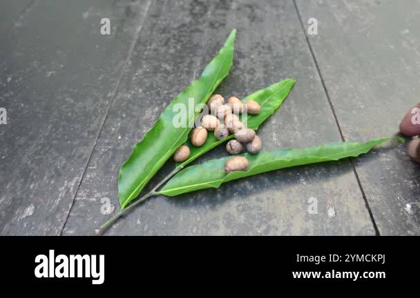 Polyalthia longifolia seeds. The Ashoka tree is native to India. A ...