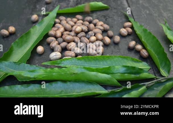 Polyalthia longifolia seeds. The Ashoka tree is native to India. A ...