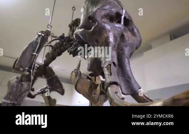 Dinosaur lineage Stock Videos & Footage - HD and 4K Video Clips - Alamy