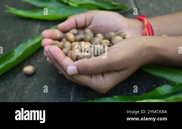 Polyalthia longifolia seeds. The Ashoka tree is native to India. A ...