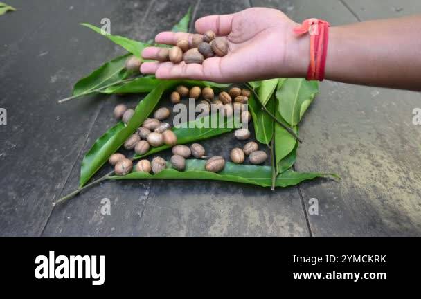 Polyalthia longifolia seeds. The Ashoka tree is native to India. A ...